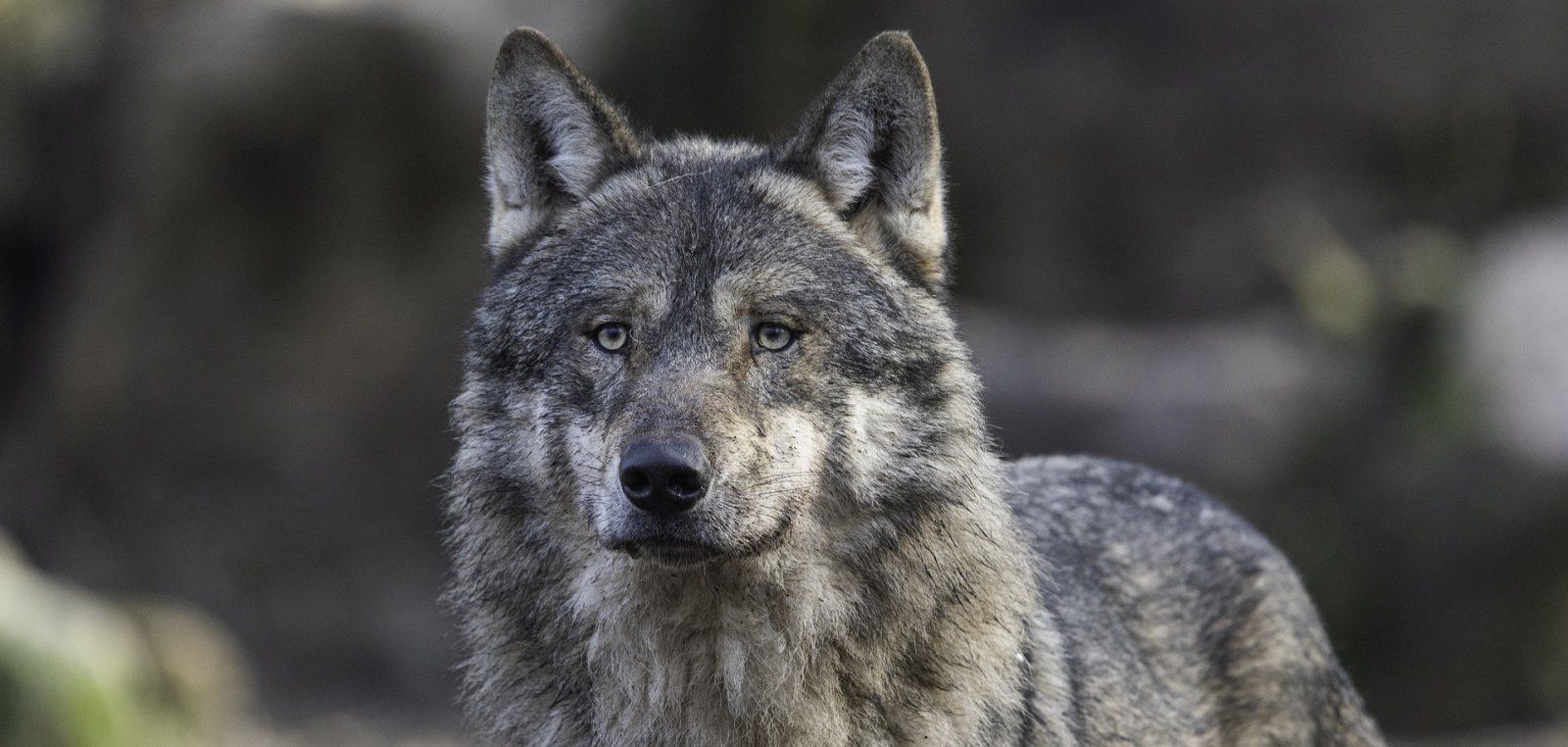 Informationen des Koordinationszentrums Luchs und Wolf zum Wolf im ...